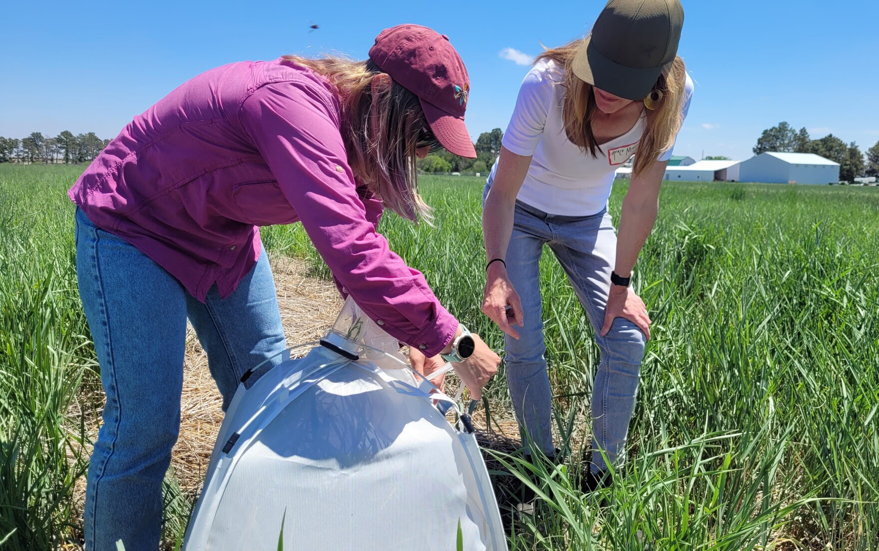 The parasitoid wasp that could help farmers fight wheat stem sawfly in ...
