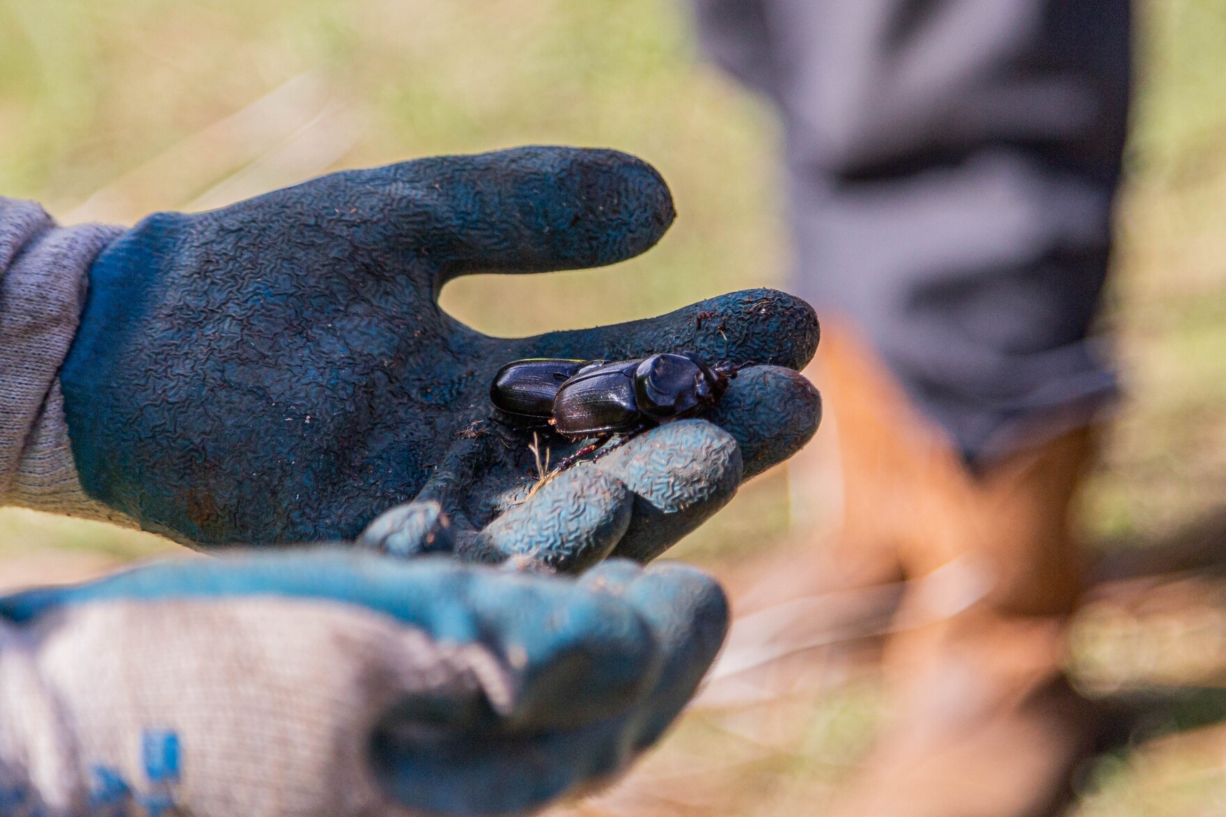 New invasive species rules advance after long-awaited BOA approval ...