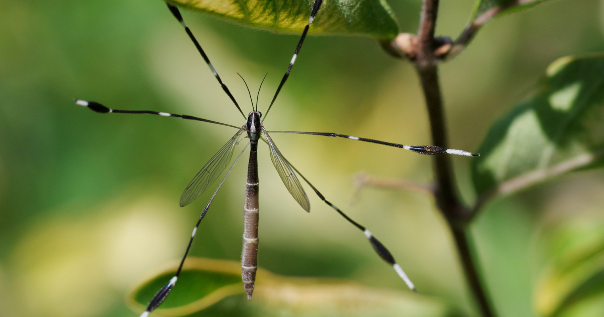 phantom crane fly size