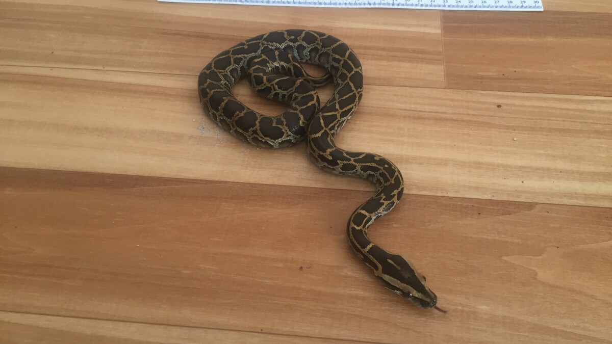 baby burmese python size