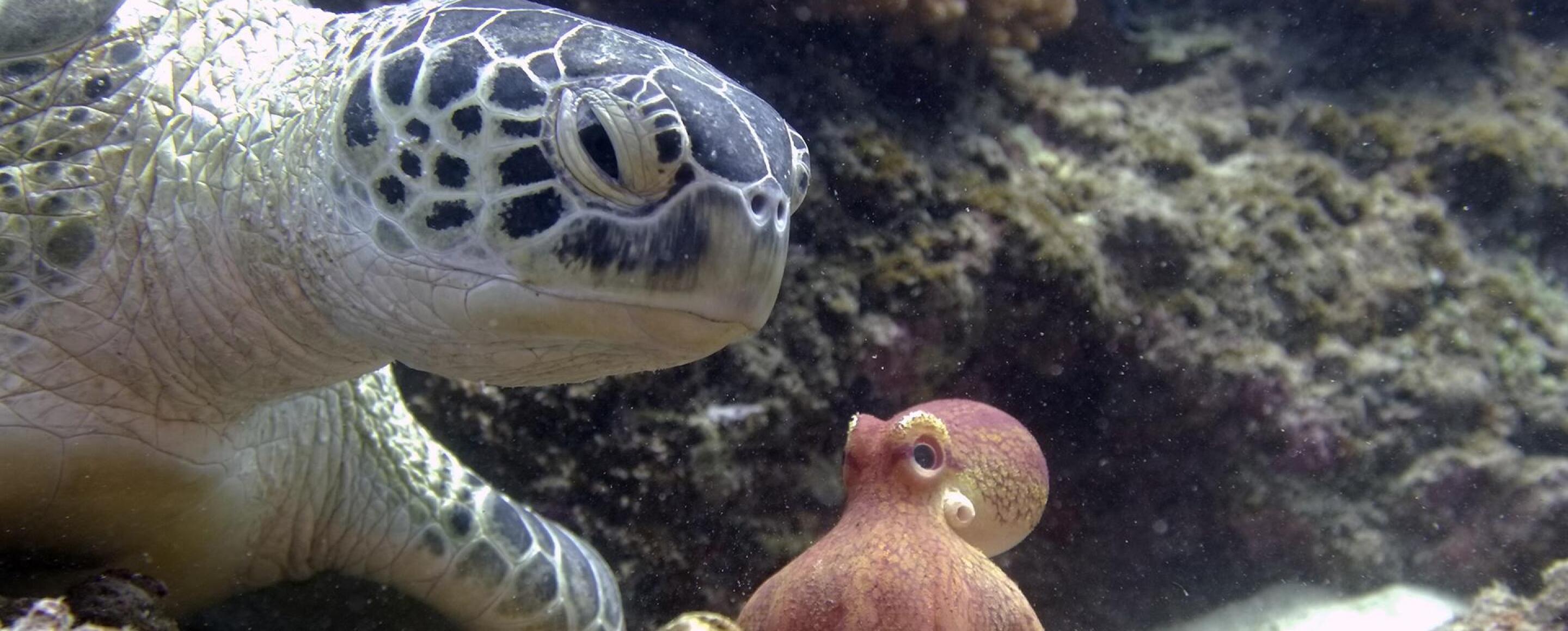 Deep Trouble | Spy in the Ocean