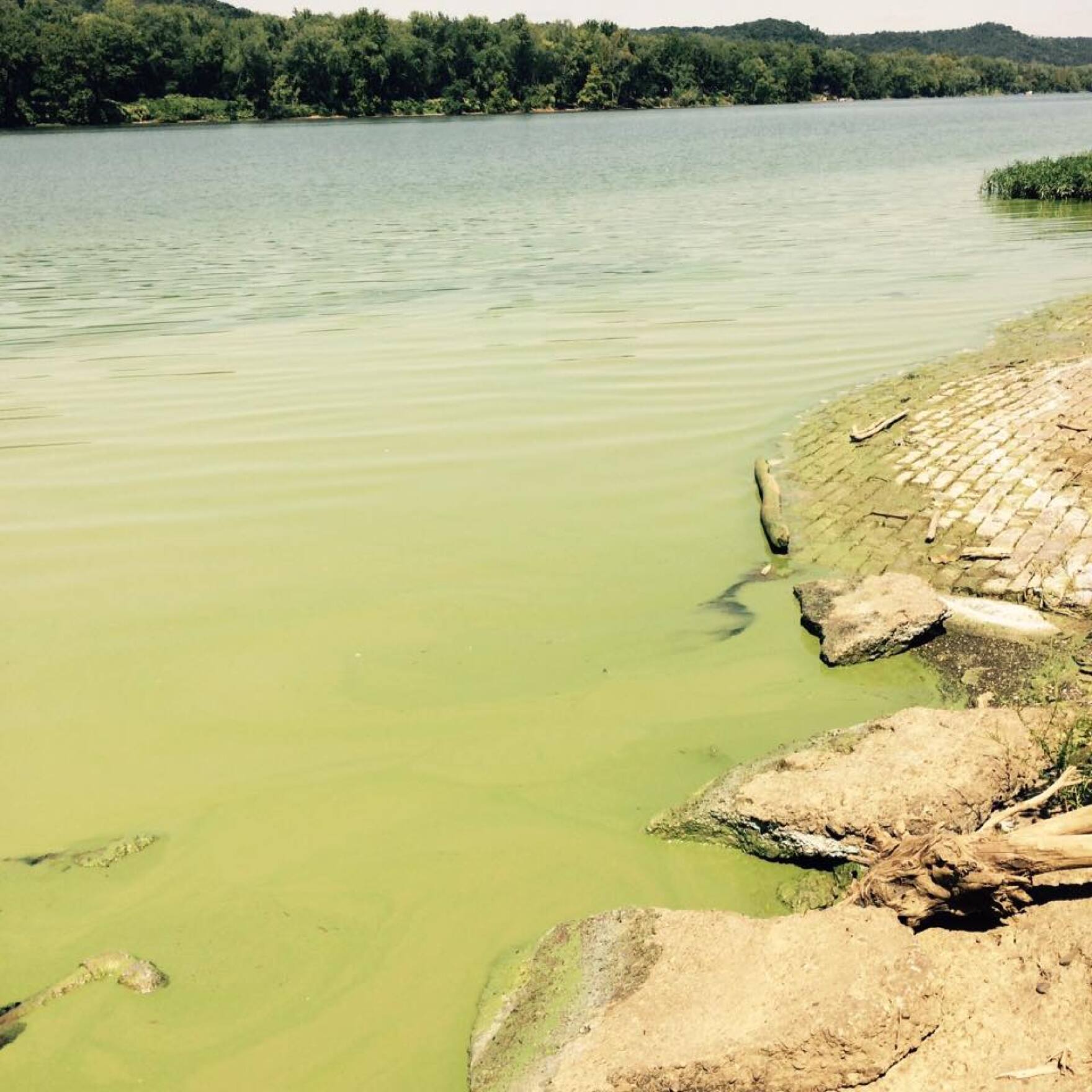 river dee blue algae