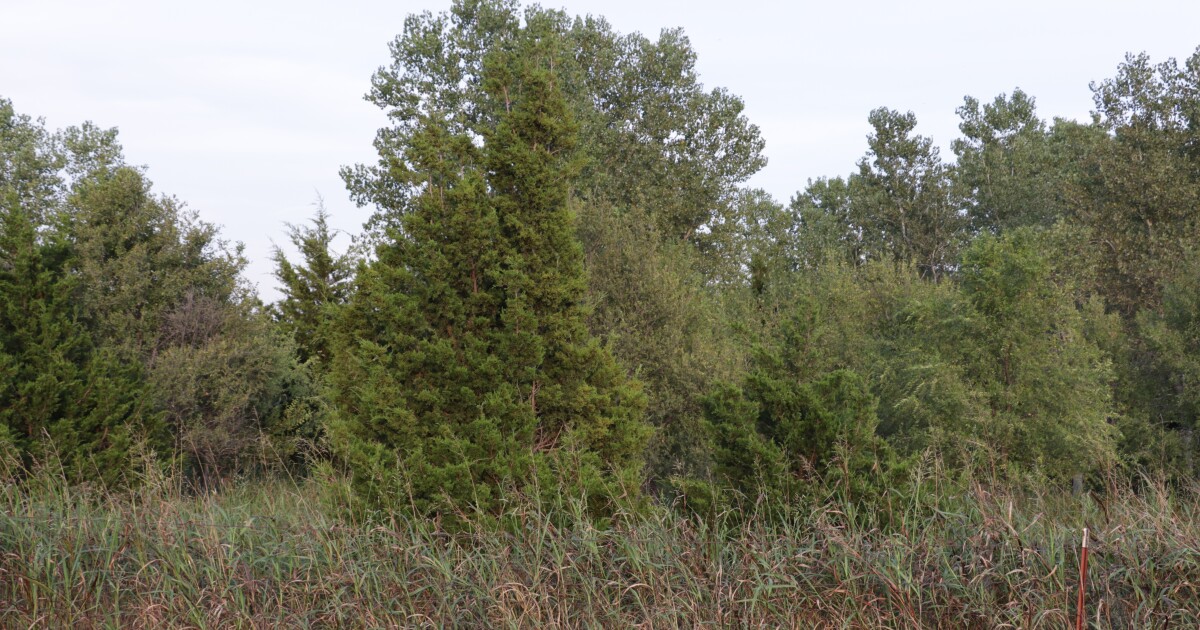 Invasive cedar removal is expensive. A new Oklahoma program covers some ...