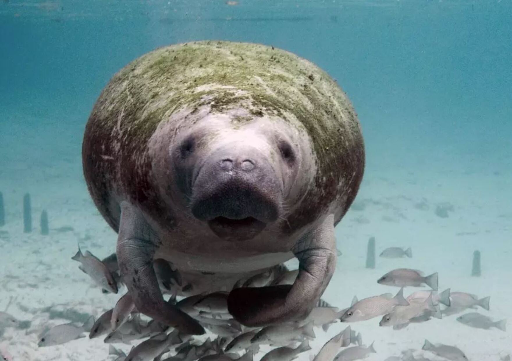 U.S. District judge backs more protections for Florida manatees | WGCU ...