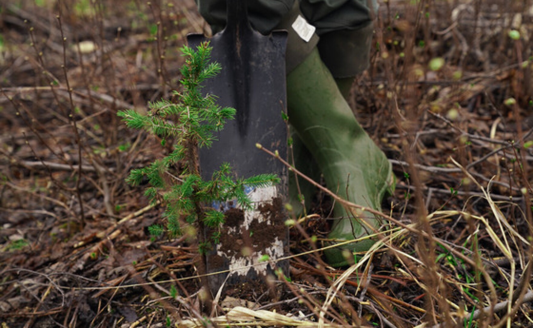 New online ordering system on tap for State Forest Nursery seedling ...