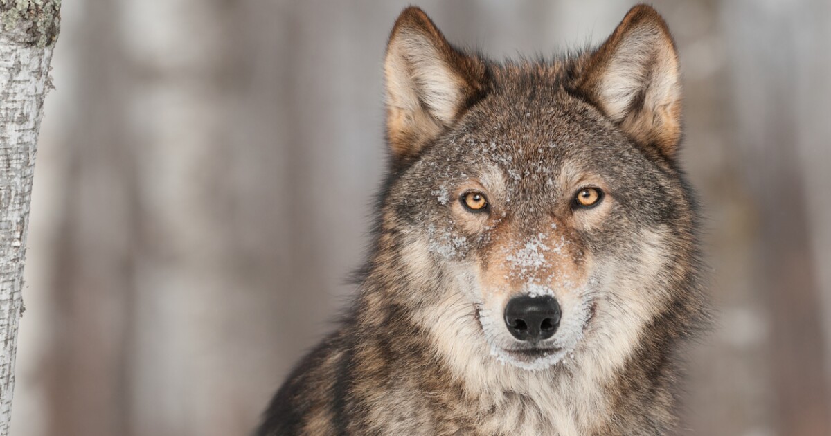 State wildlife managers approve new wolf hunting regulations | Montana ...