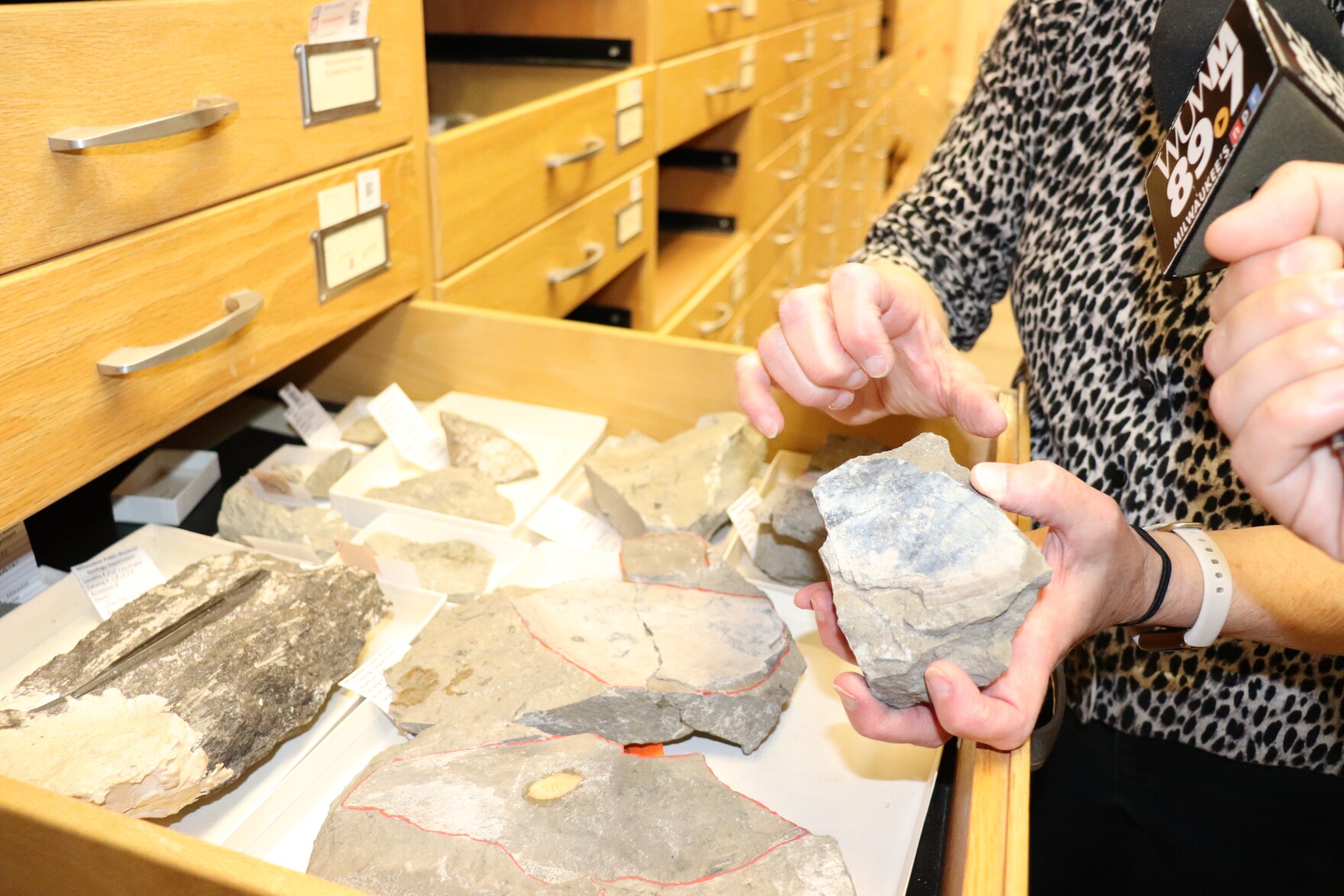 Fossil collection reveals Wisconsin's prehistoric, underwater past ...