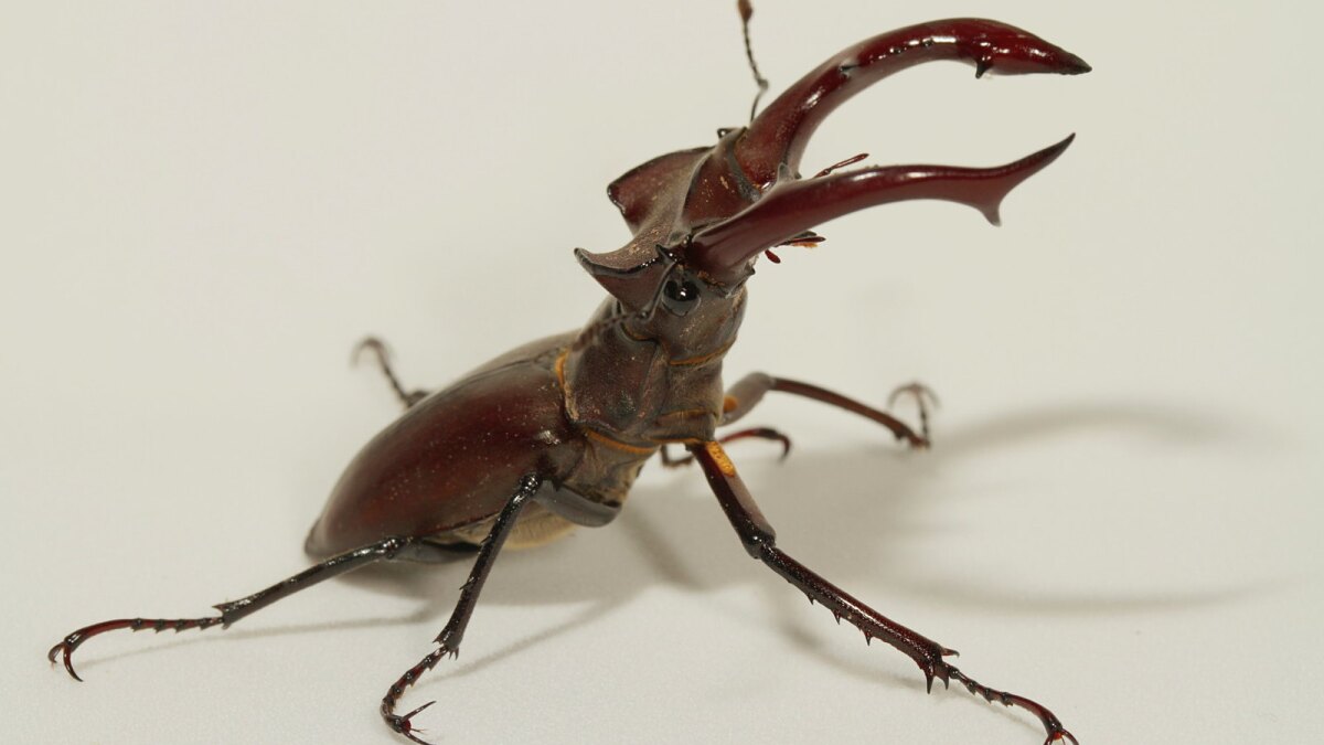 stag beetle status