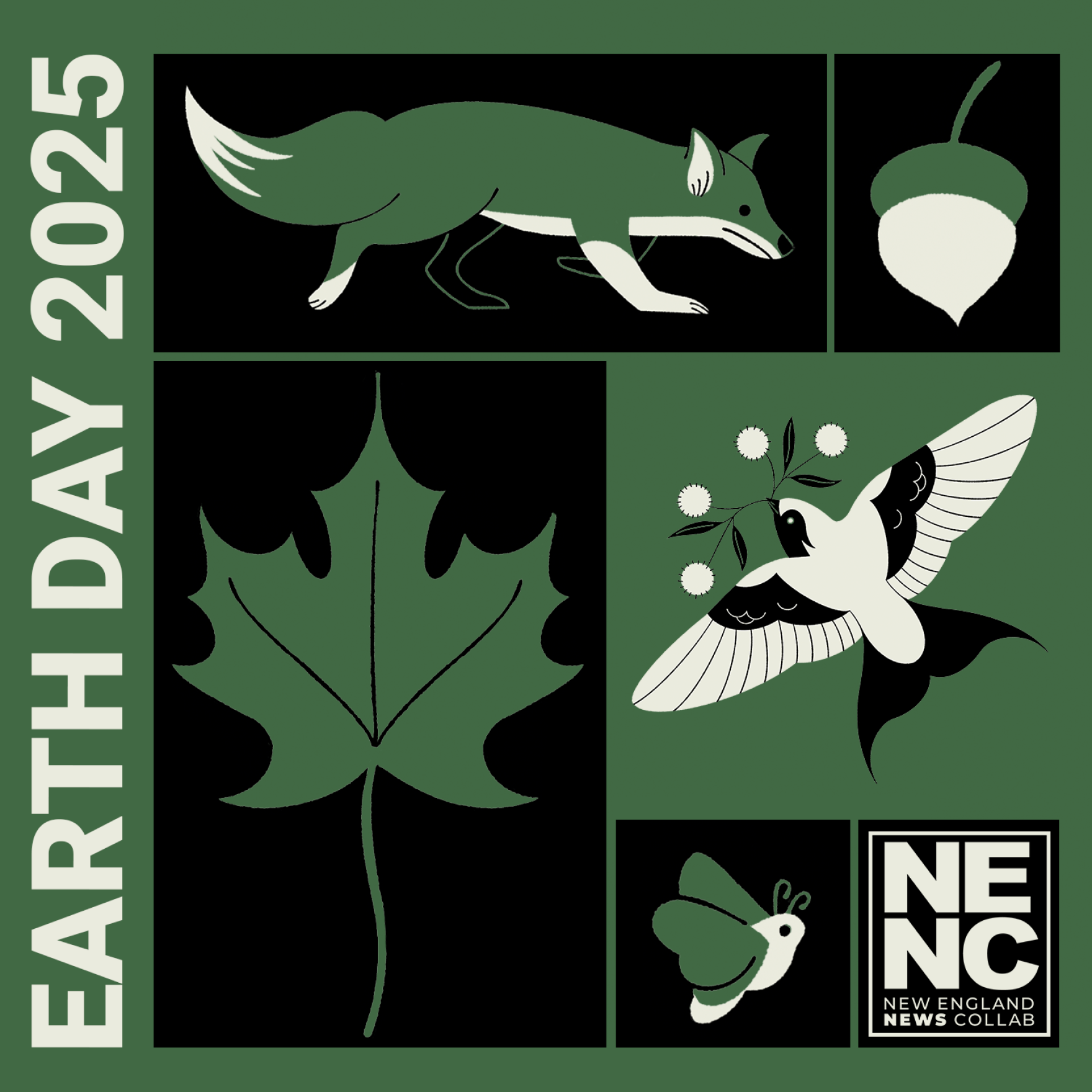 This fungus targets invasive spongy moths. Could climate change alter ...