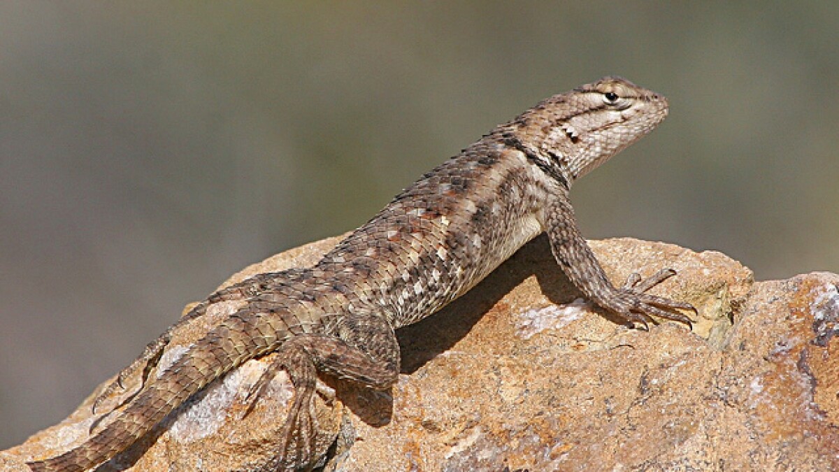backyard lizards eat