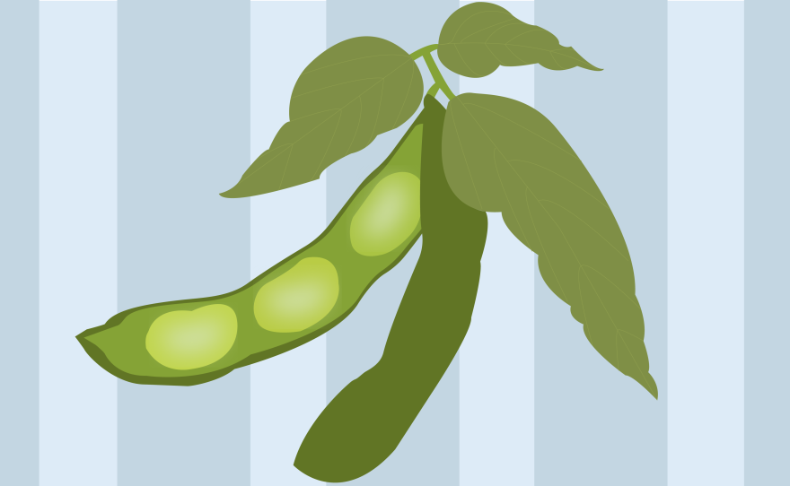 soybean drawing colour