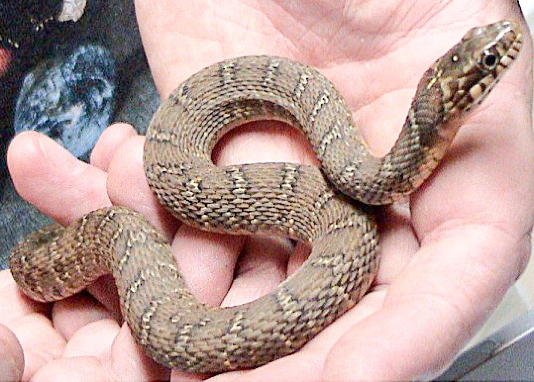 What is this snake I found in Austin? | KUT Radio, Austin's NPR Station