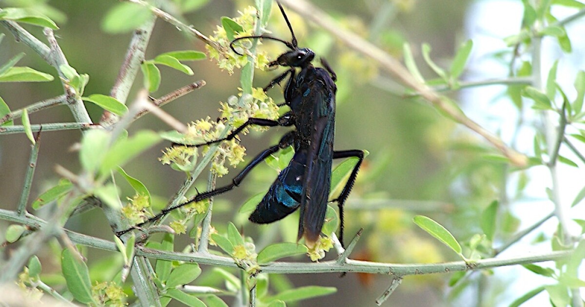 tarantula hawk wasp buzzing