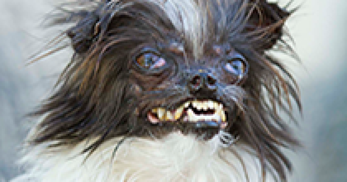 world's ugliest dog bbc