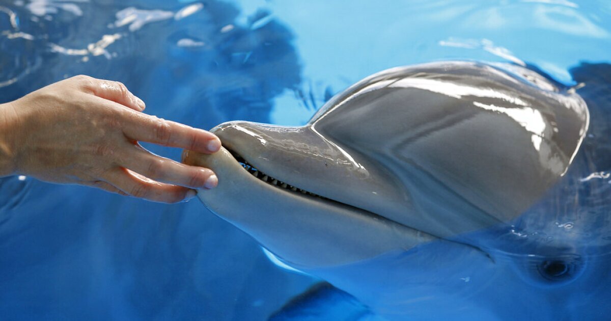 dolphin tale
