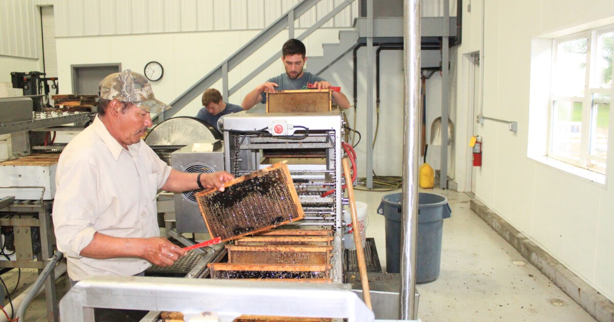 Experts Predict Decreased Honey Bee Numbers Again This Year | SDPB