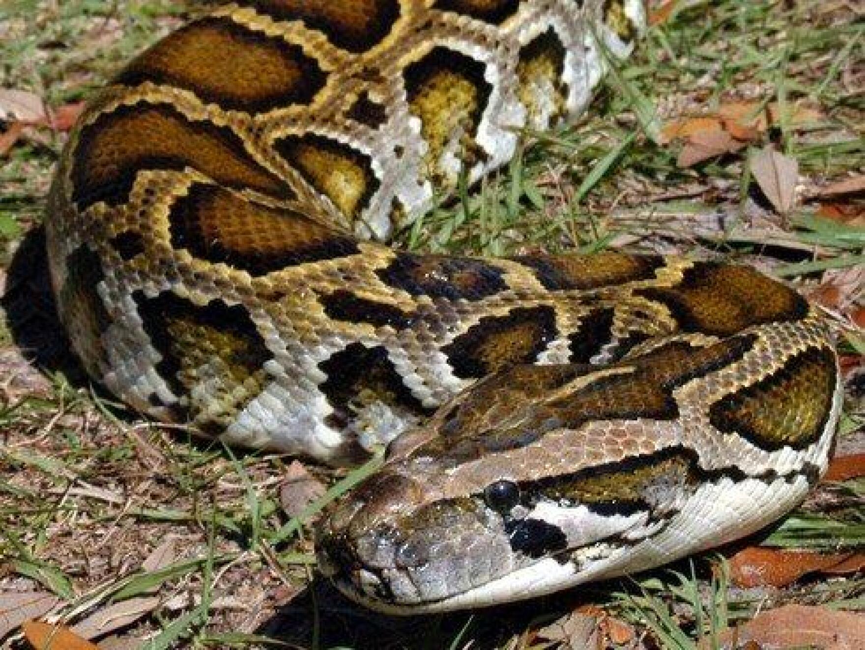Scientists Studying New 'Hybrid' Pythons In The Everglades | WGCU PBS ...