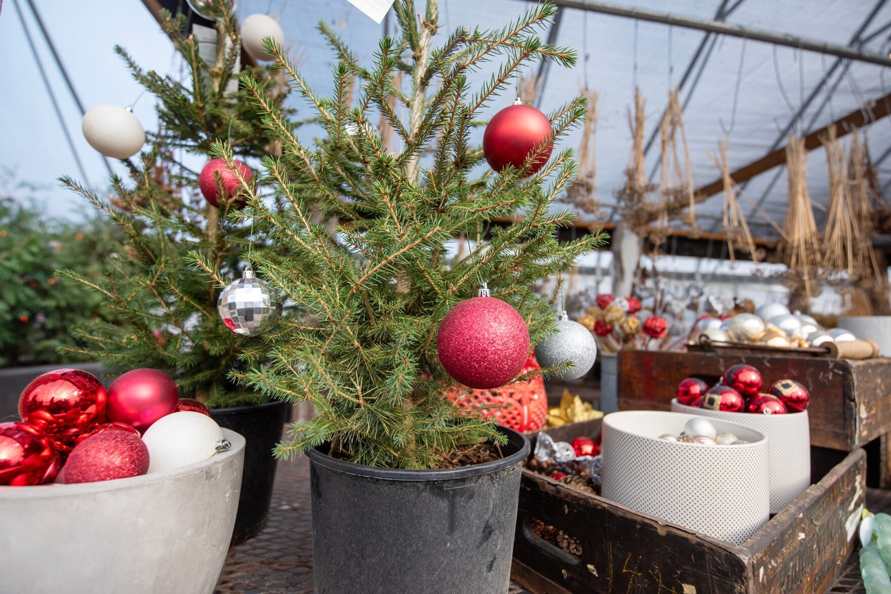 ‘Living’ Christmas trees? Some people are choosing evergreens they can ...