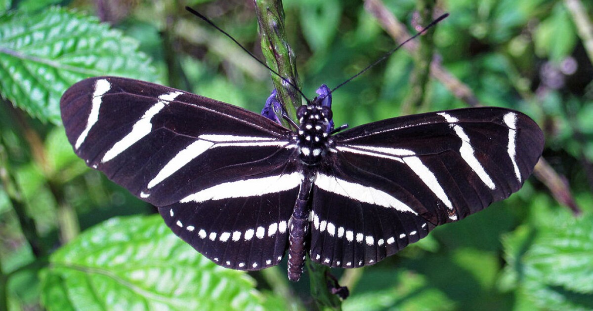how to draw a zebra longwing butterfly