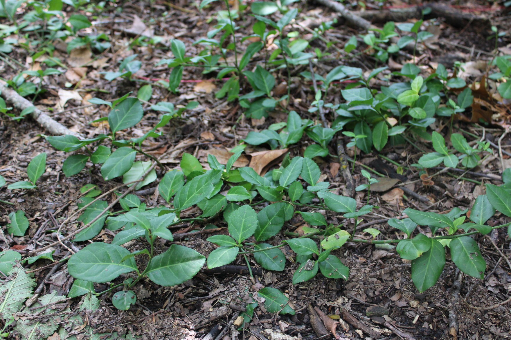 Missouri governor signs bill banning the sale of six invasive plant species in the state