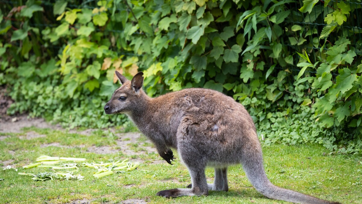 pet wallaby uk