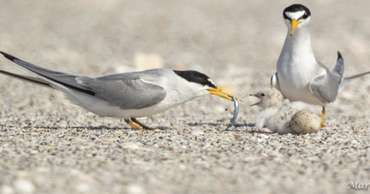 Shorebird nesting season has been across Florida | WUSF
