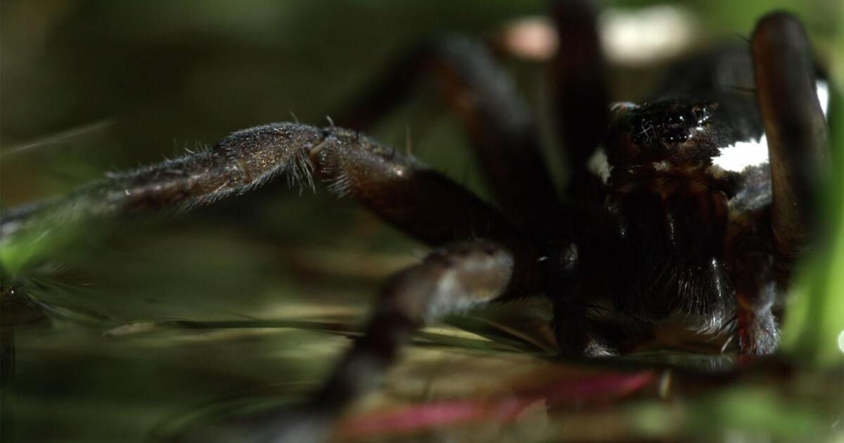 The Danube Delta’s Fen Raft Spider