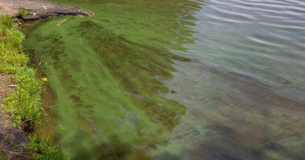 green algae side effects