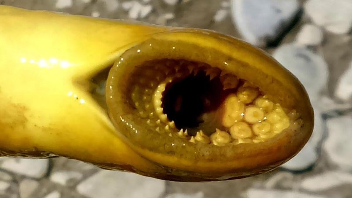lamprey fish bite