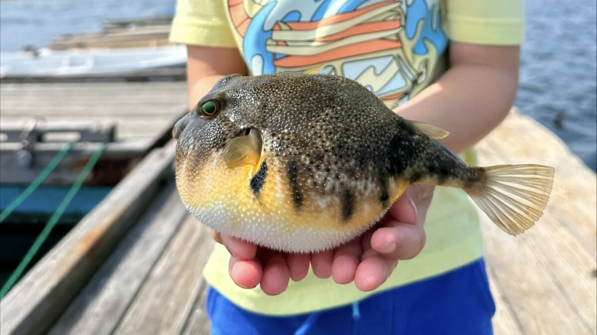 smooth toadfish