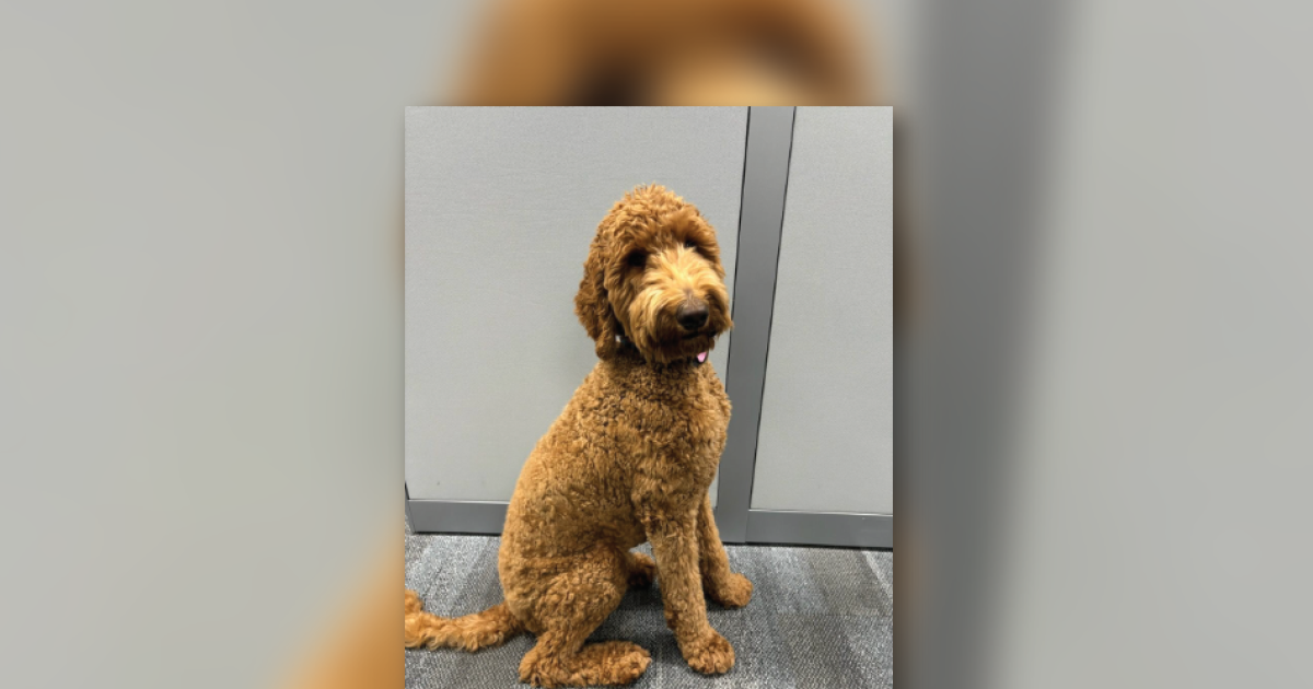 Canton Police Department welcomes its first therapy dog
