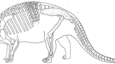 armadillo skeleton drawing