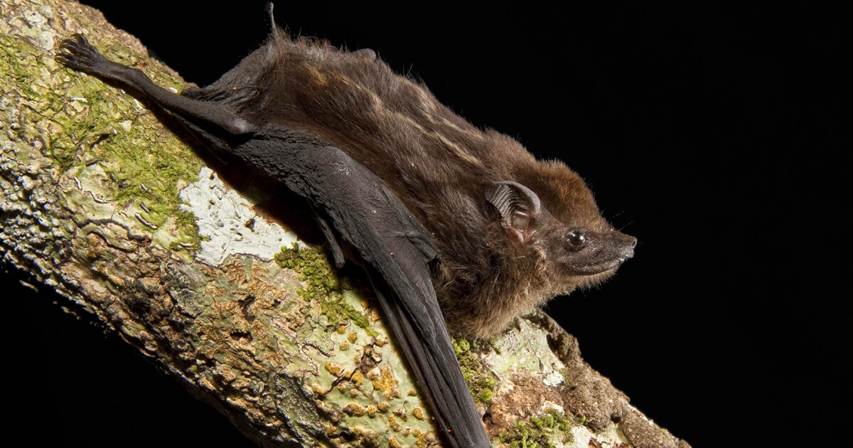 Bats Love To Babble — Just Like Humans | KASU
