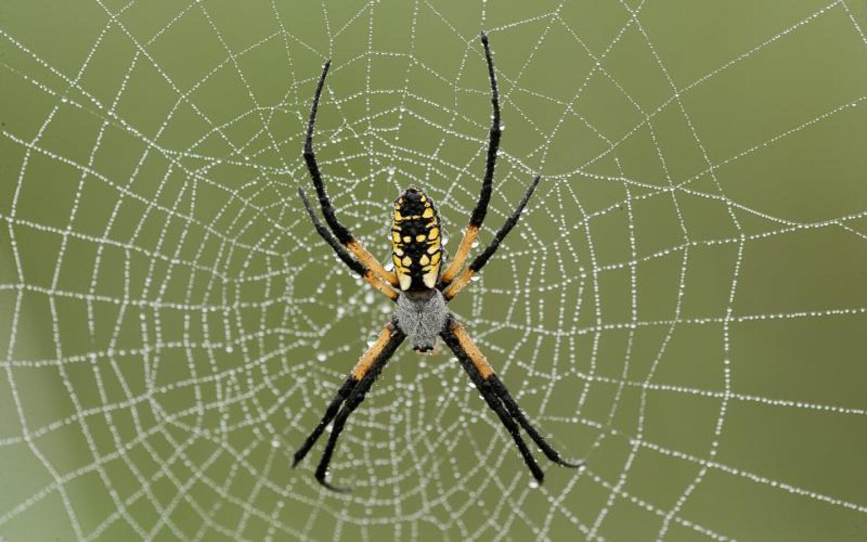 Discover Nature: Spiders Spinning Webs | KBIA