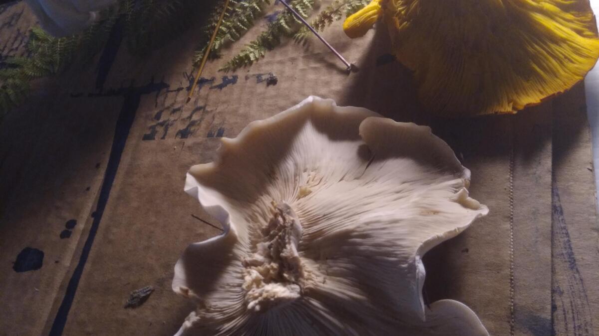 how to make an oyster mushroom spore print