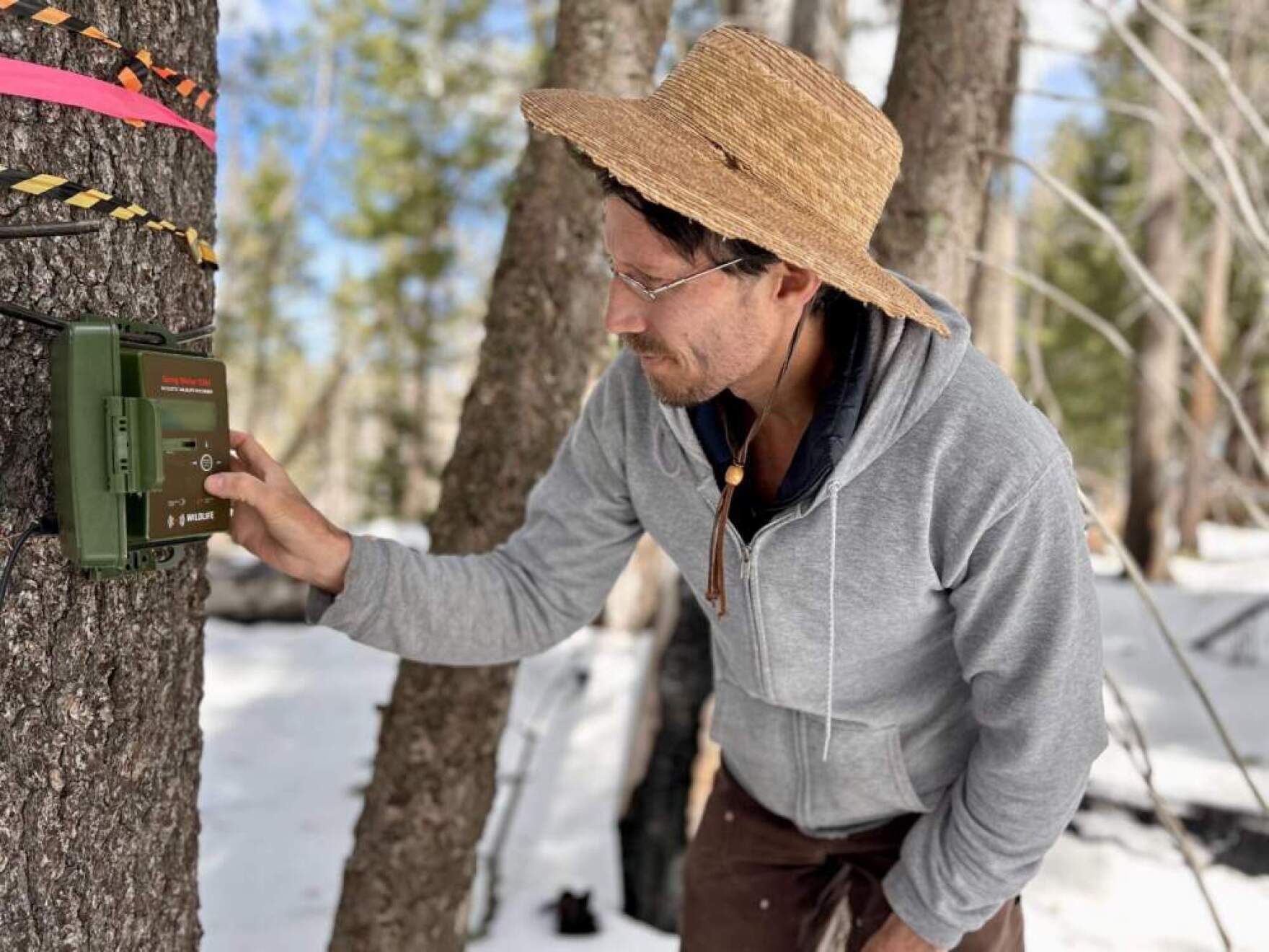 Endangered squirrel clings to life high atop Arizona mountain | Hawai'i ...