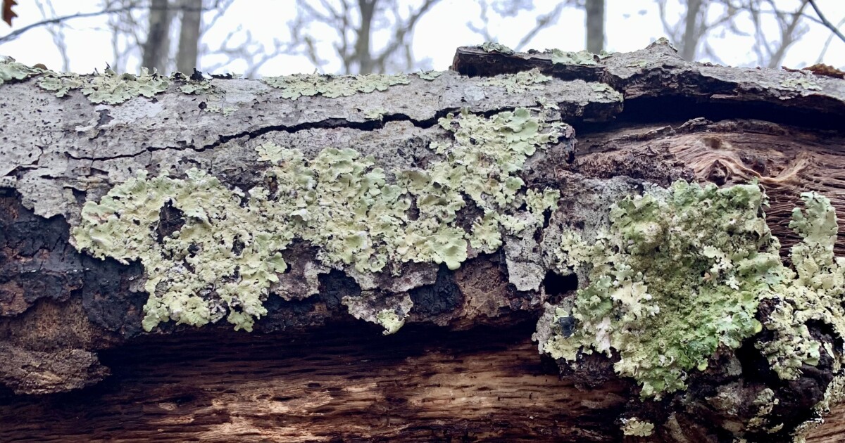 Lichen on a drizzly day | CAI