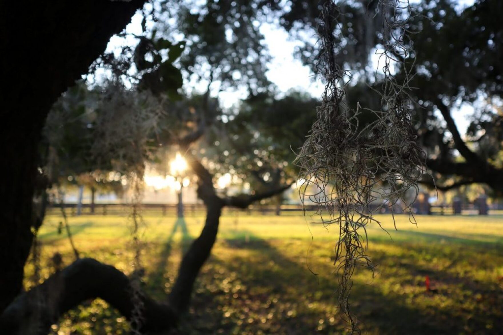 Floridas Champion Live Oak Tree Stands Tall A New Statewide Record