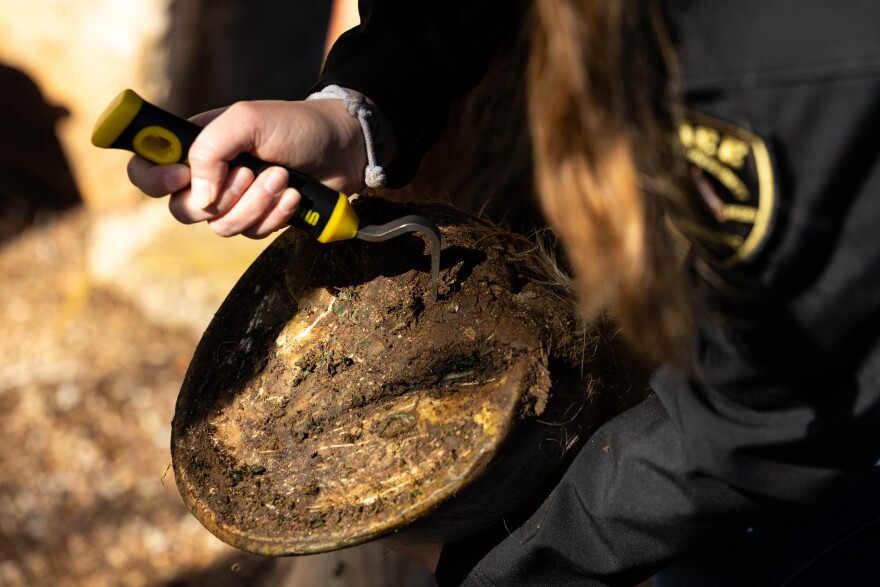 Texas State University is swearing in two new officers: Horses Duke and ...