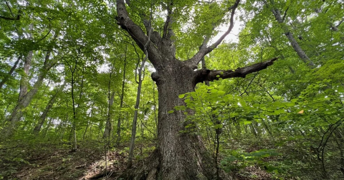 Environmentalists sue U.S. Forest Service to stop plans to clear-cut ...