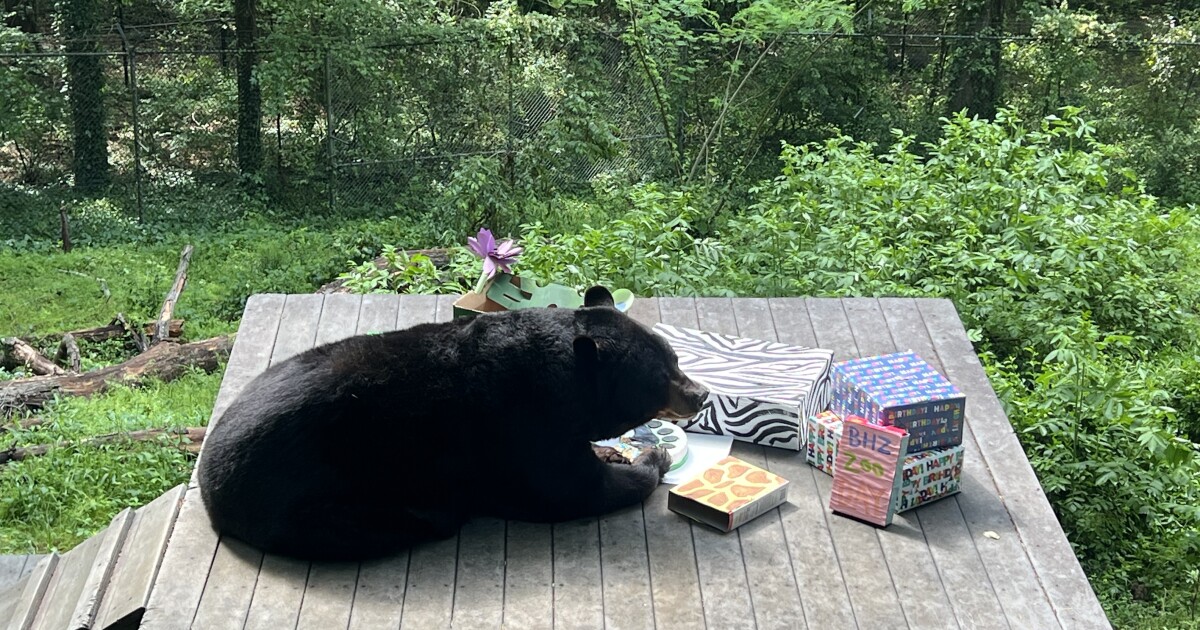 Bear necessities: local black bears eat cake, get serenaded on their ...