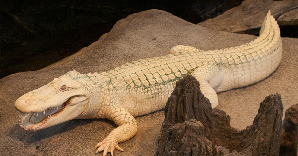 white alligator