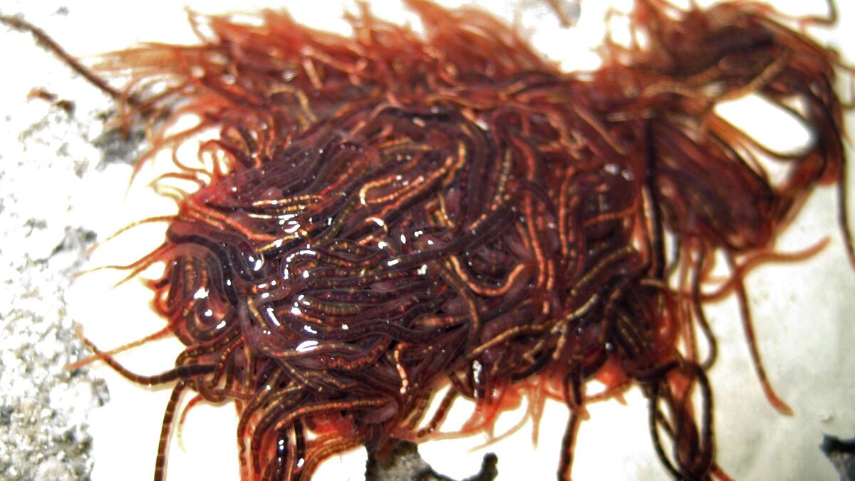 carnivorous cave worms