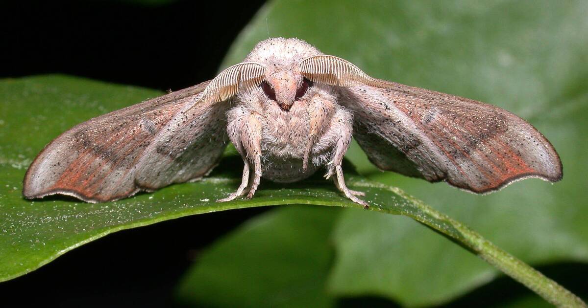 Why preserving the habitat for tiny moths can have a huge ecological ...