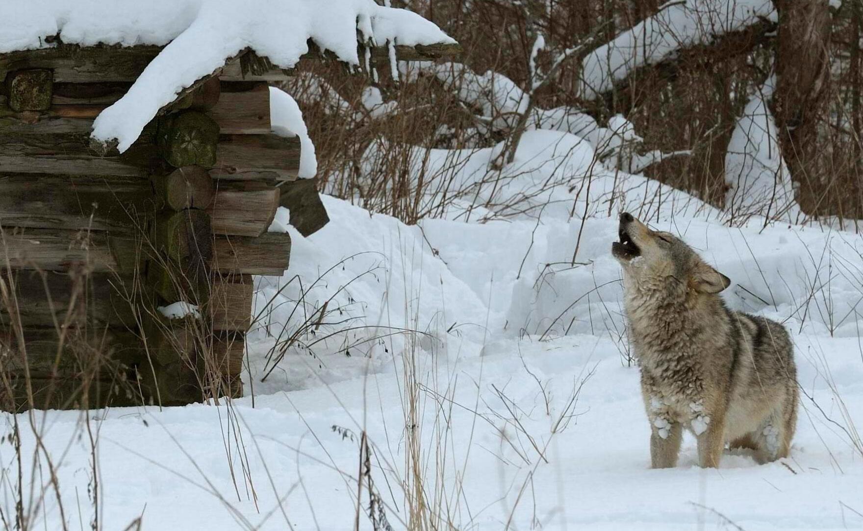 Radioactive Wolves