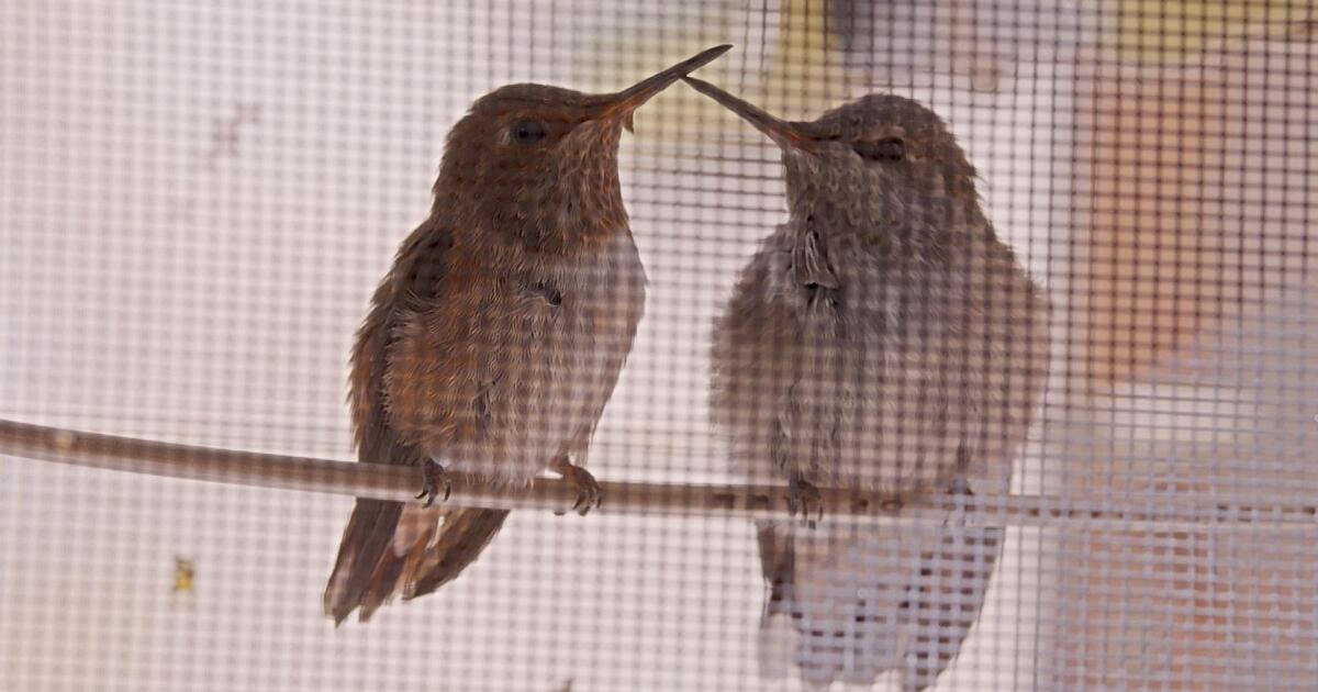 A Hummingbird Love Story | Vermont Public