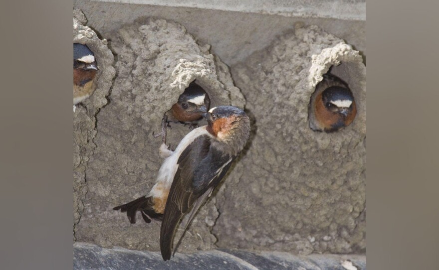 do sparrows make mud nests
