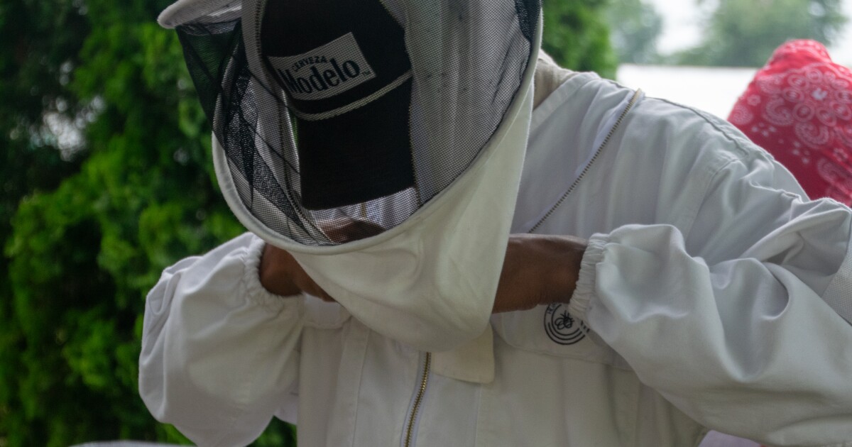 'Duct tape, dry ice and patience:' The Manchester student wasp removal ...