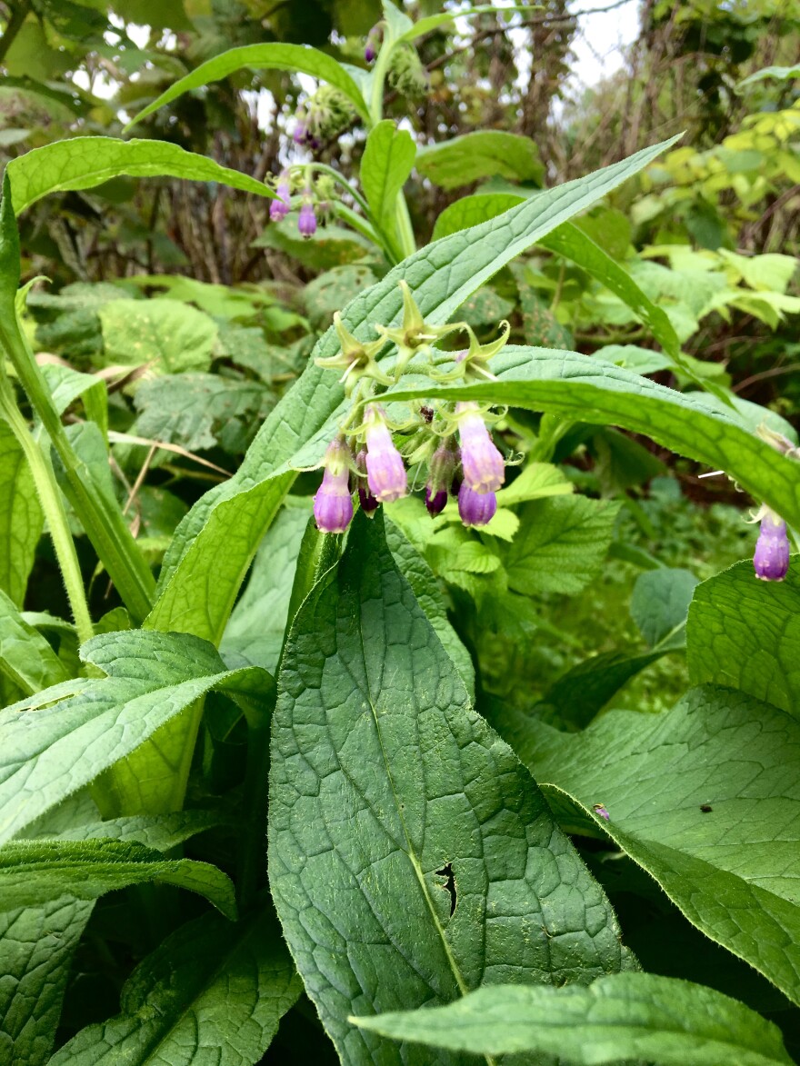 comfrey uses
