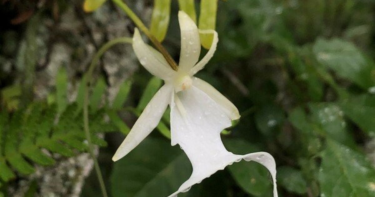 ghost orchid origin